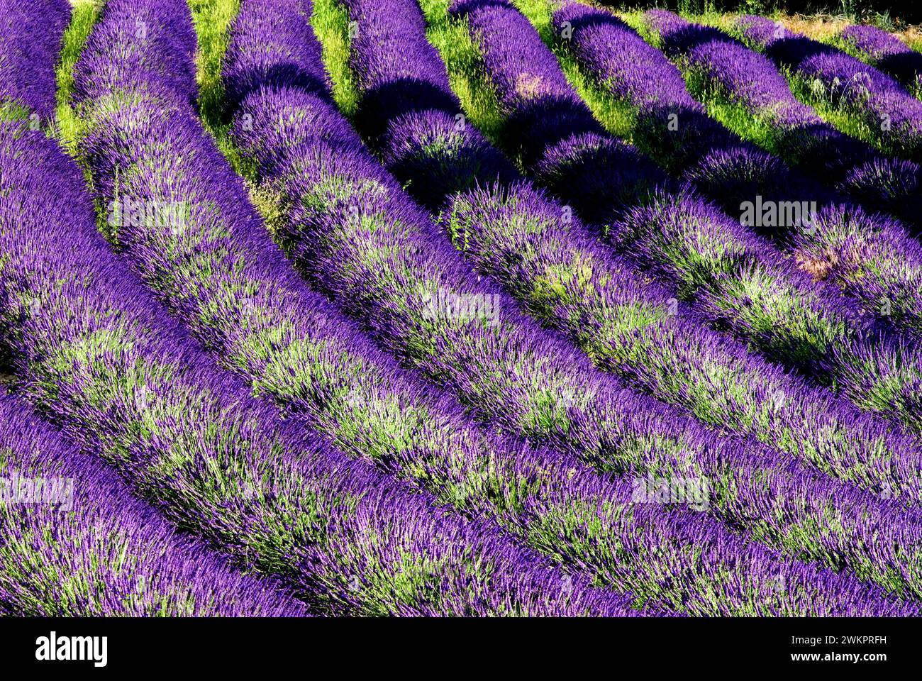 rows of lavender (Lavandula angustifolia) near Valensole, Provence ...