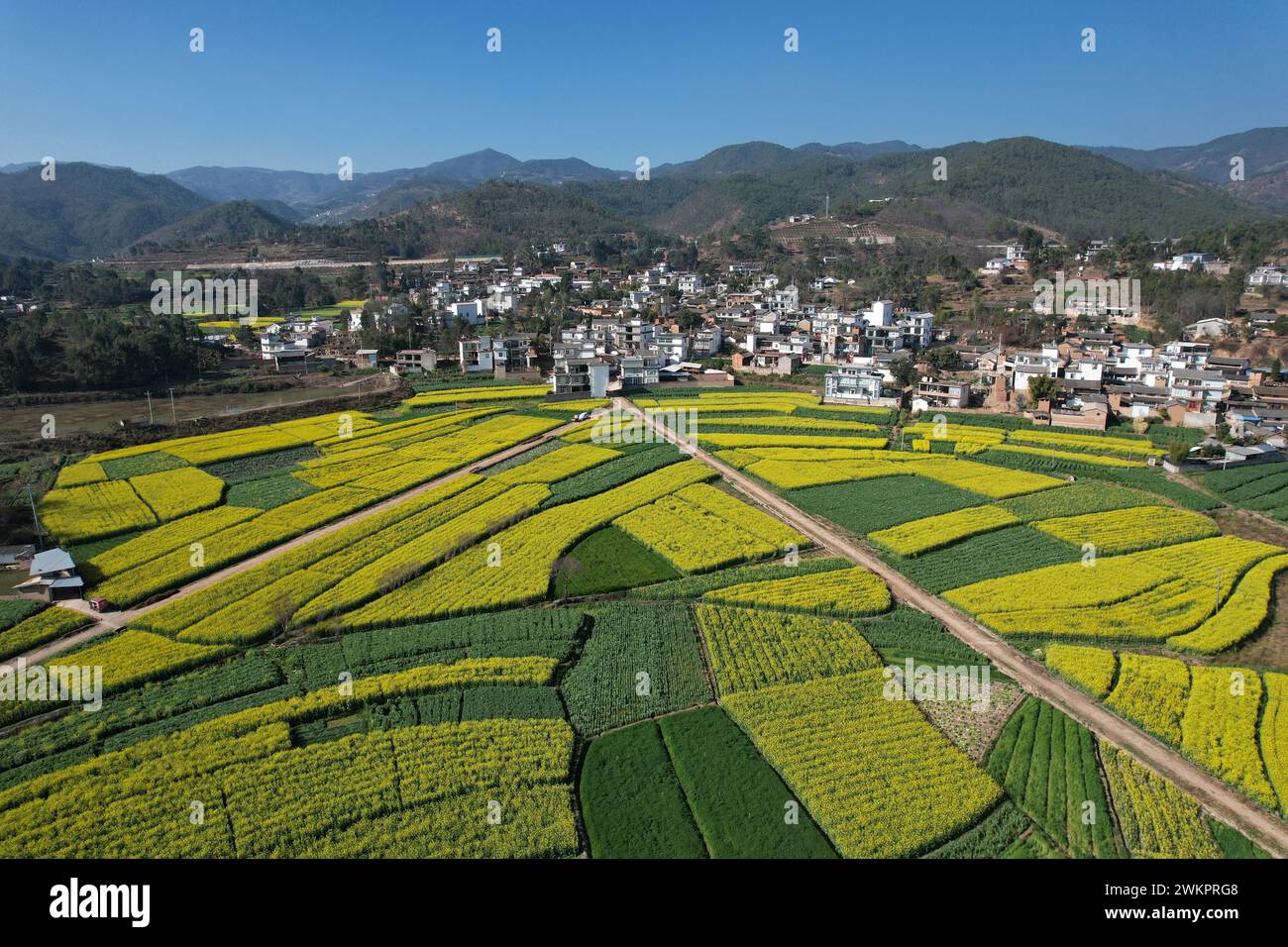 Aerial photo shows the cole flower field in Xinyun Village, Miaojie ...