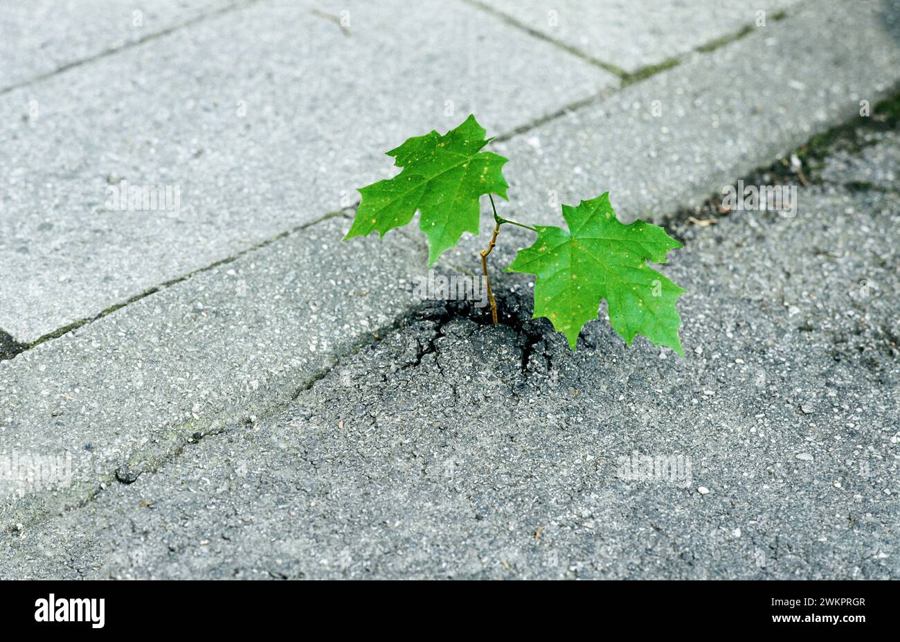 small sycamore maple tree (Acer pseudoplatanus) seems to break through ...