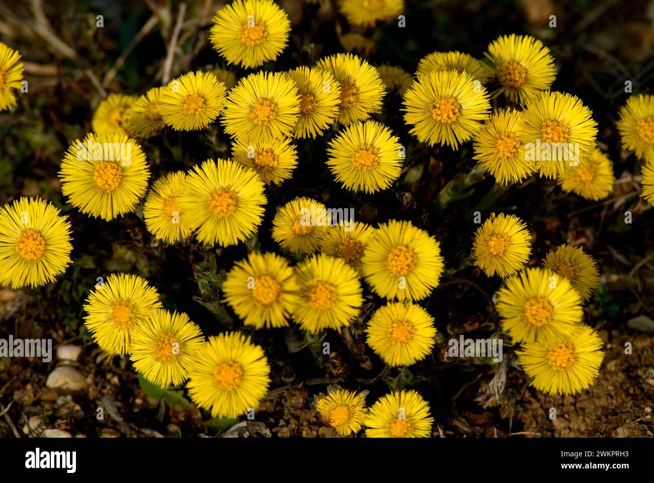 Health and herbal medicine hi-res stock photography and images - Alamy