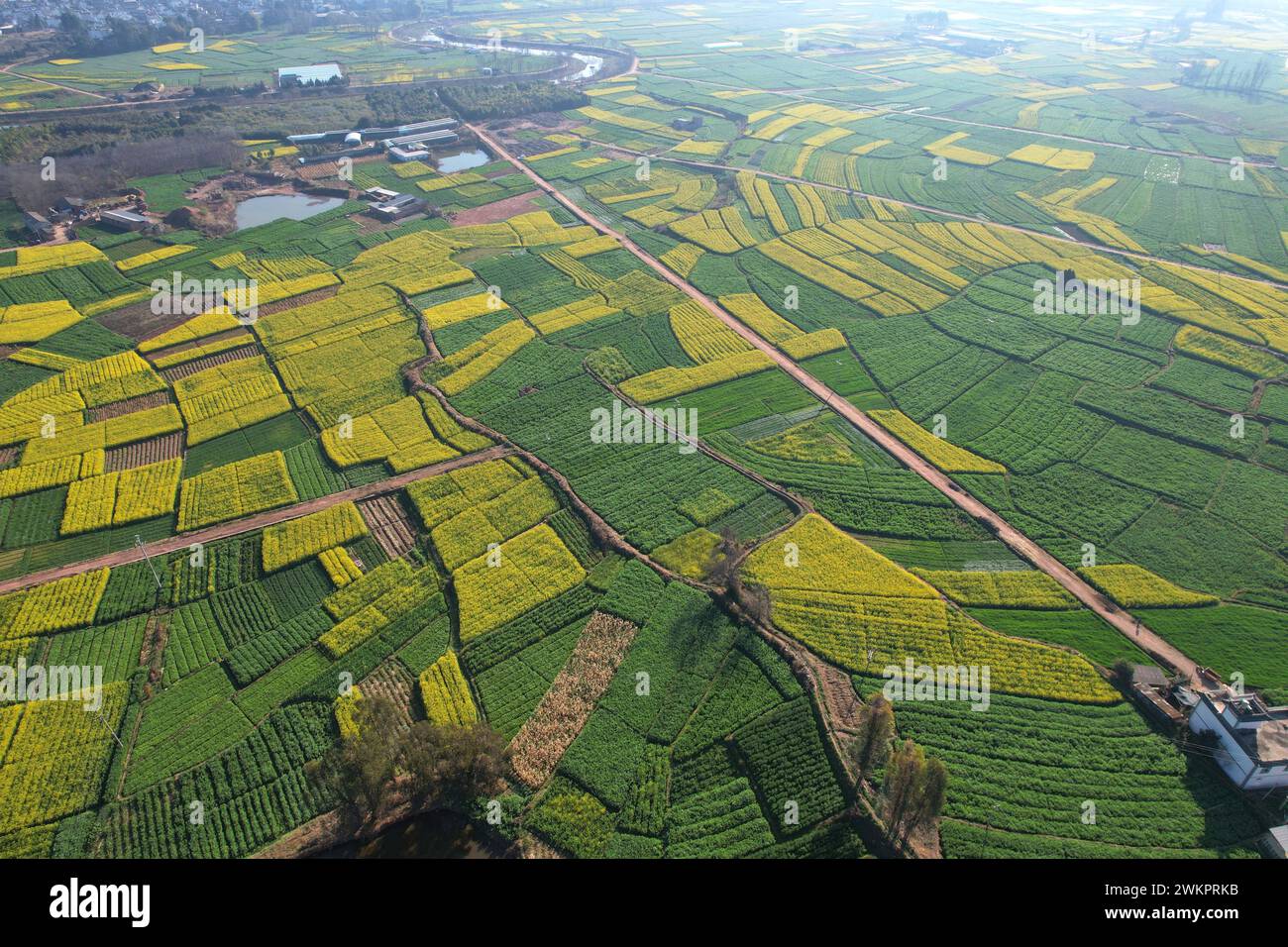 Aerial photo shows the cole flower field in Xinyun Village, Miaojie ...