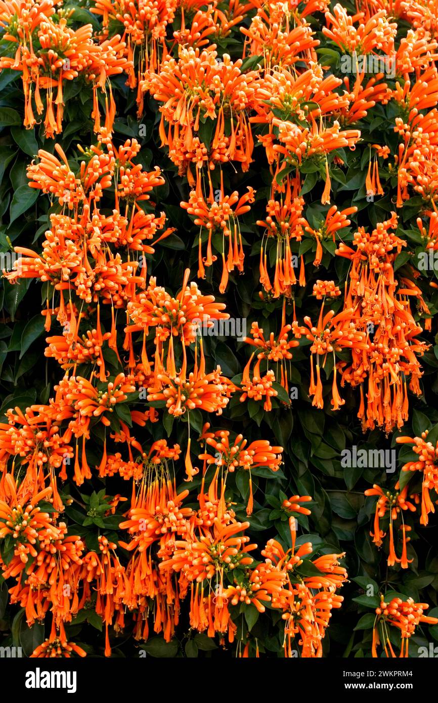 flamevine or orange trumpet vine (Pyrostegia venusta) Feuer auf dem ...