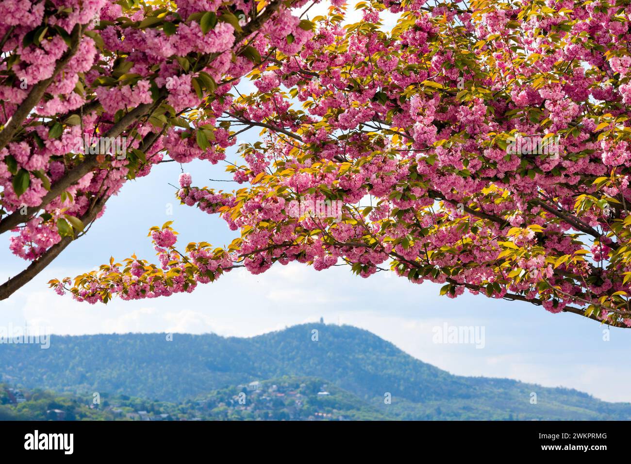 Cherry tree hills hi-res stock photography and images - Alamy