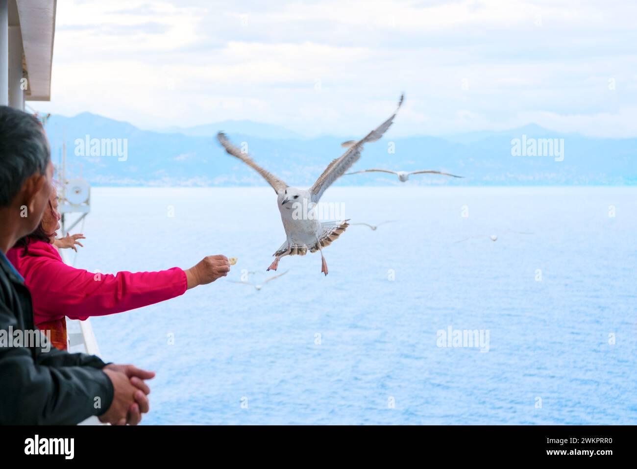 Seagull taking a treat from a hand on the fly Stock Photo - Alamy