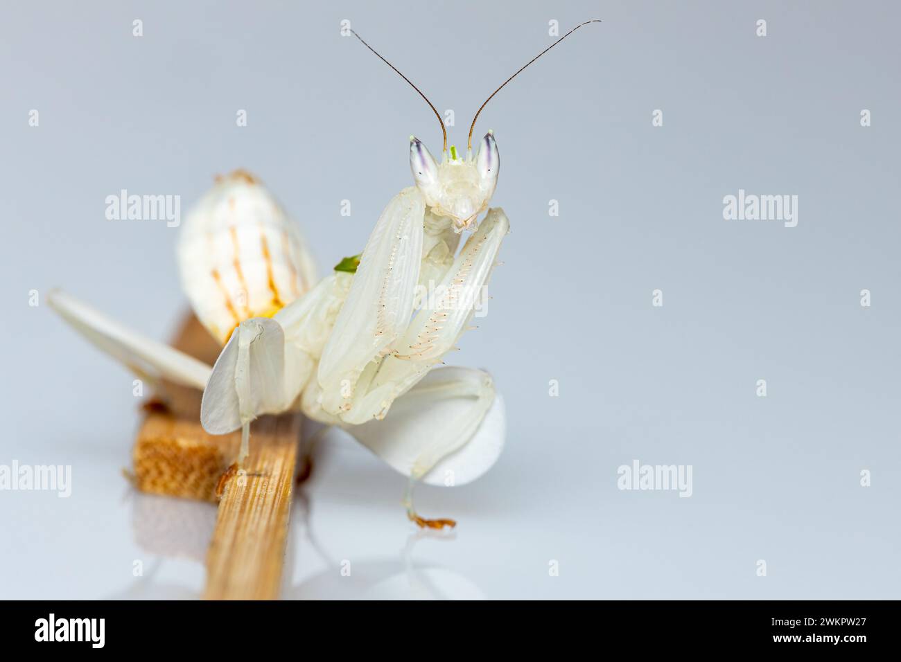A portrait of an Orchid Mantis Stock Photo - Alamy