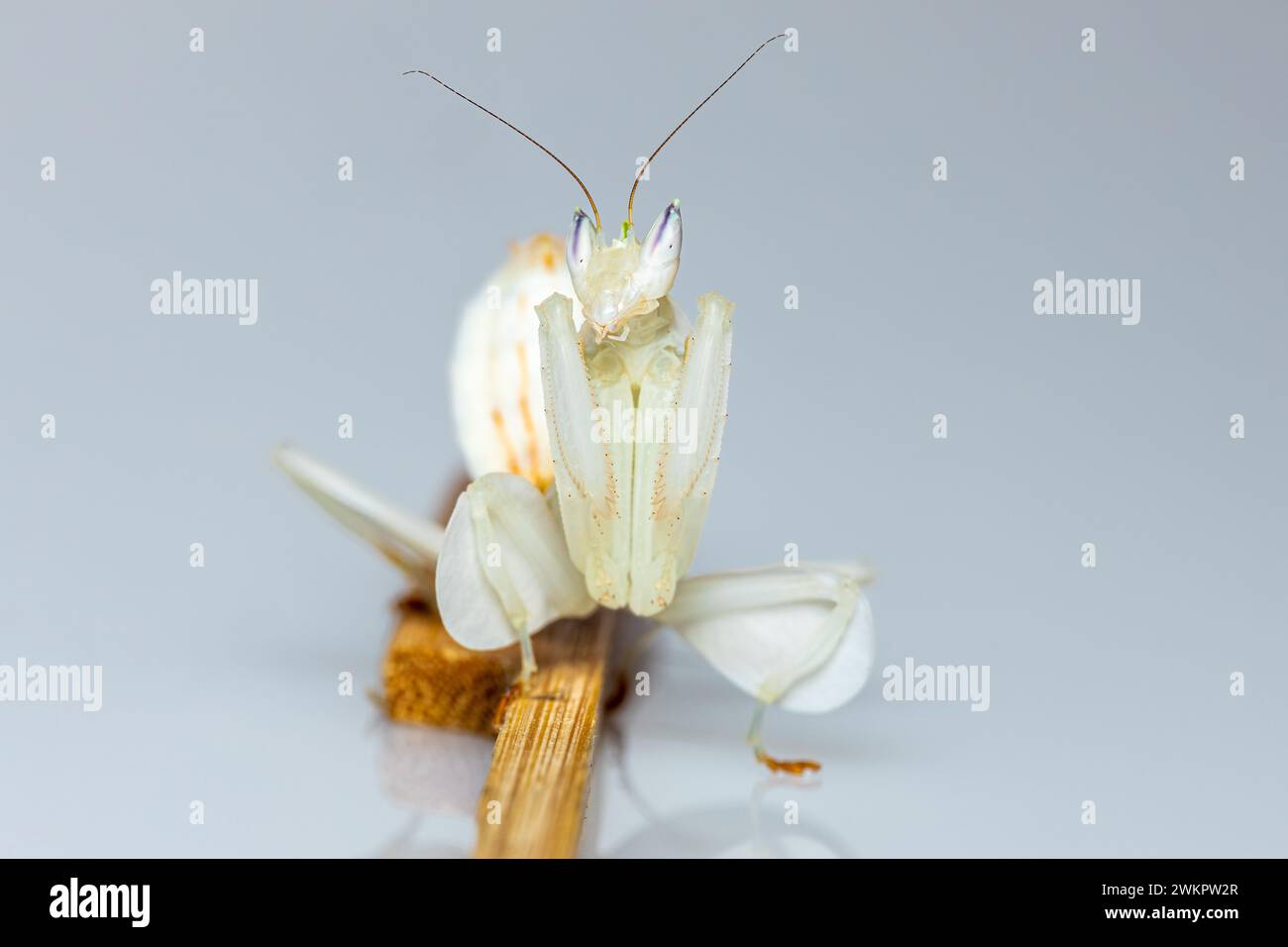 A portrait of an Orchid Mantis Stock Photo - Alamy