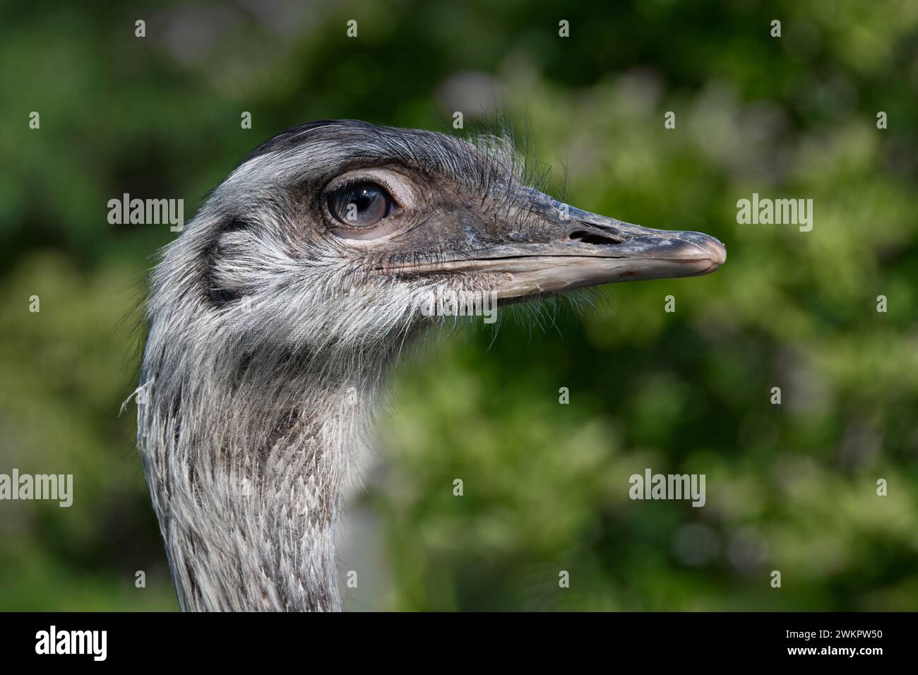 A close up profile portrait of a greater rhea. The image shows the ...