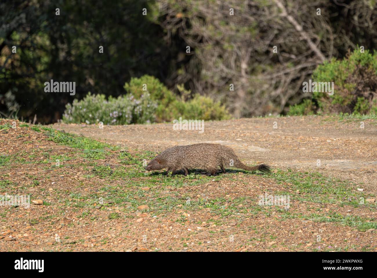 Beautiful portrait of a mongoose enjoying freedom in the Sierra Morena ...