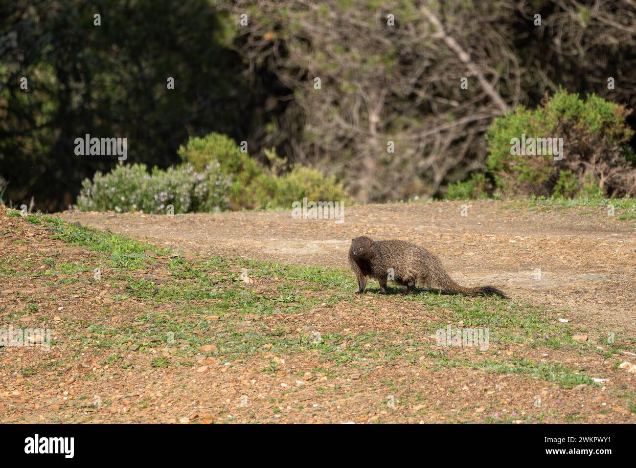 Beautiful portrait of a mongoose enjoying freedom in the Sierra Morena ...
