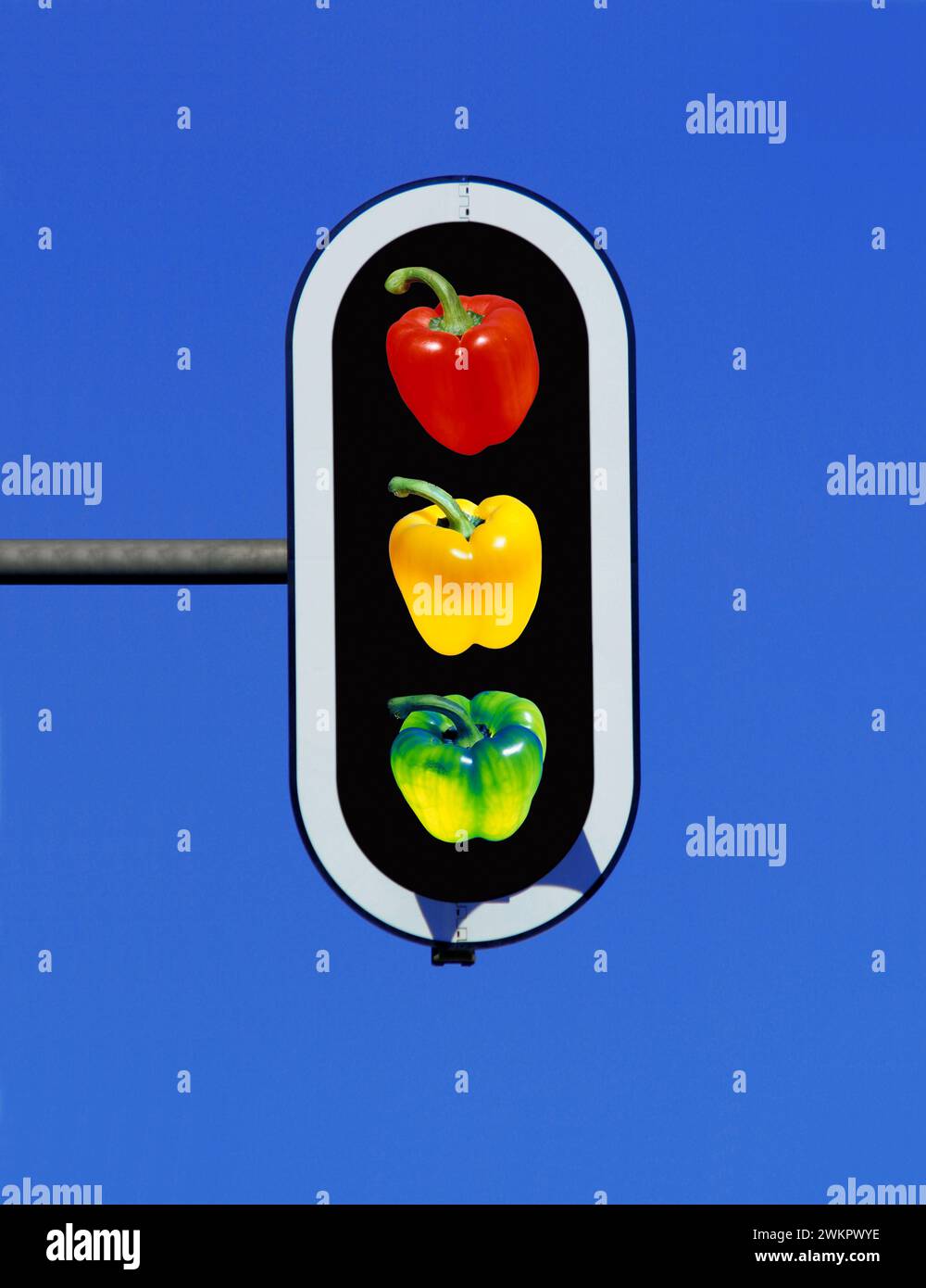 traffic light with three bell pepper, paprika in red, yellow and green ...