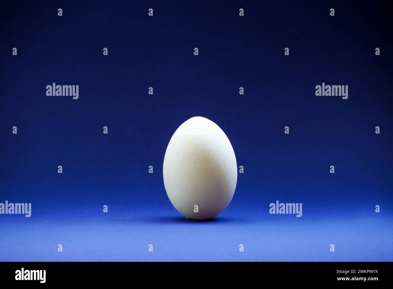 One single egg hi-res stock photography and images - Alamy