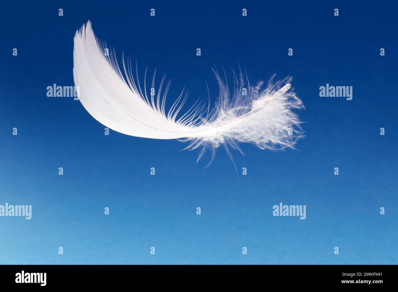 a single white feather, floating above a blue background Stock Photo ...