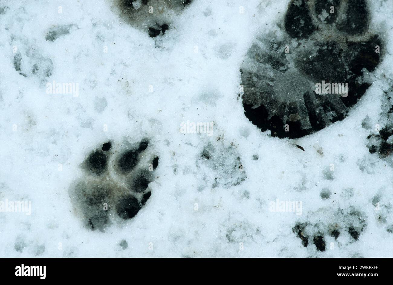 Dog paw print in snow hi-res stock photography and images - Alamy