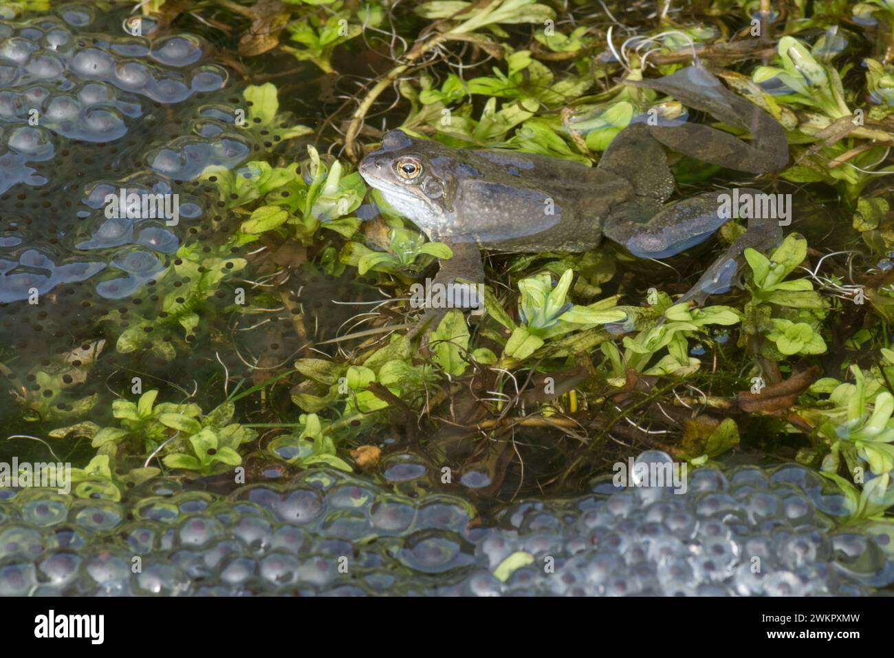 Common Frog, Rana temporaria, Male, waiting on frog spawn in breeding ...