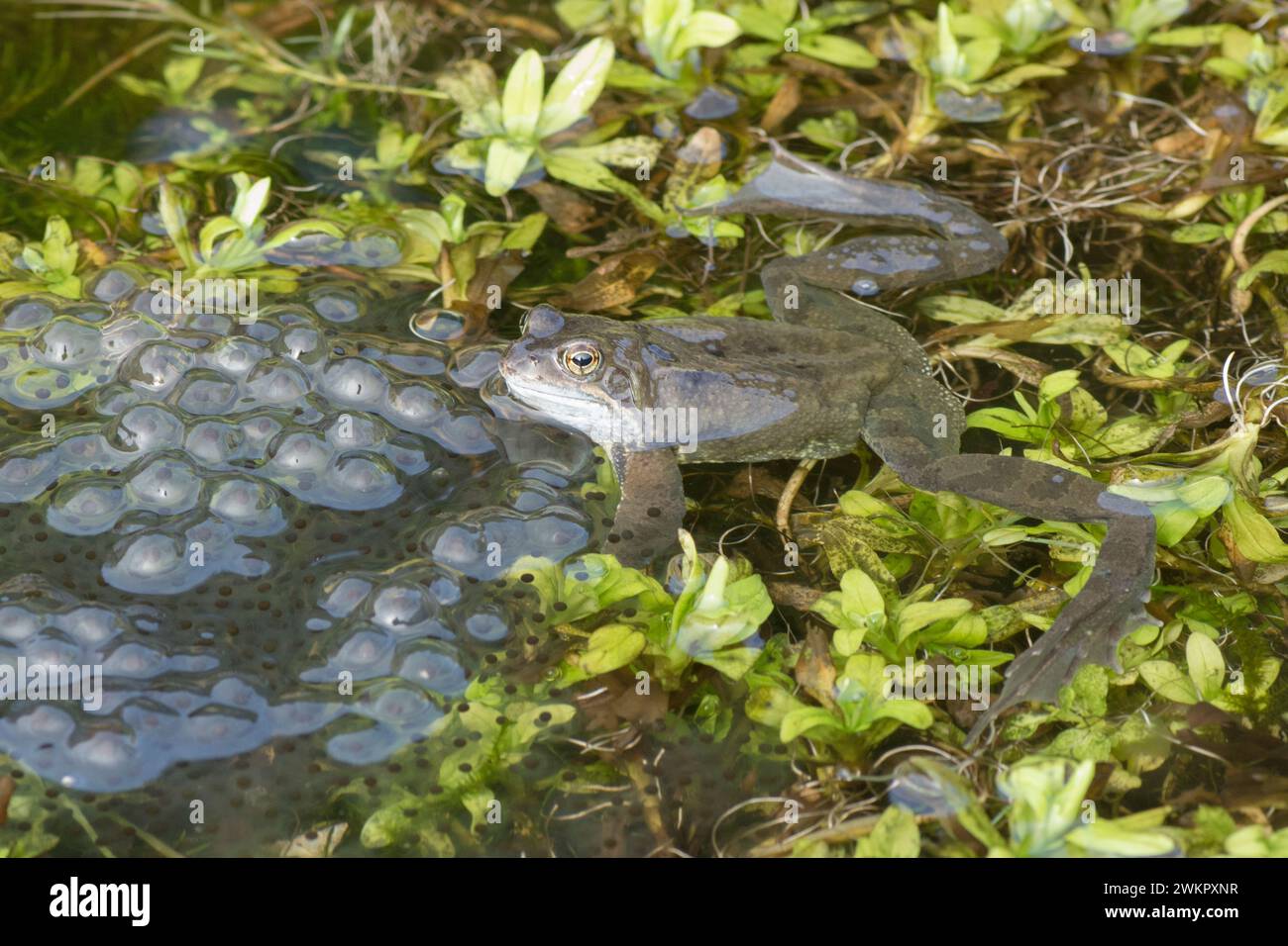 Common Frog, Rana temporaria, Male, waiting on frog spawn in breeding ...