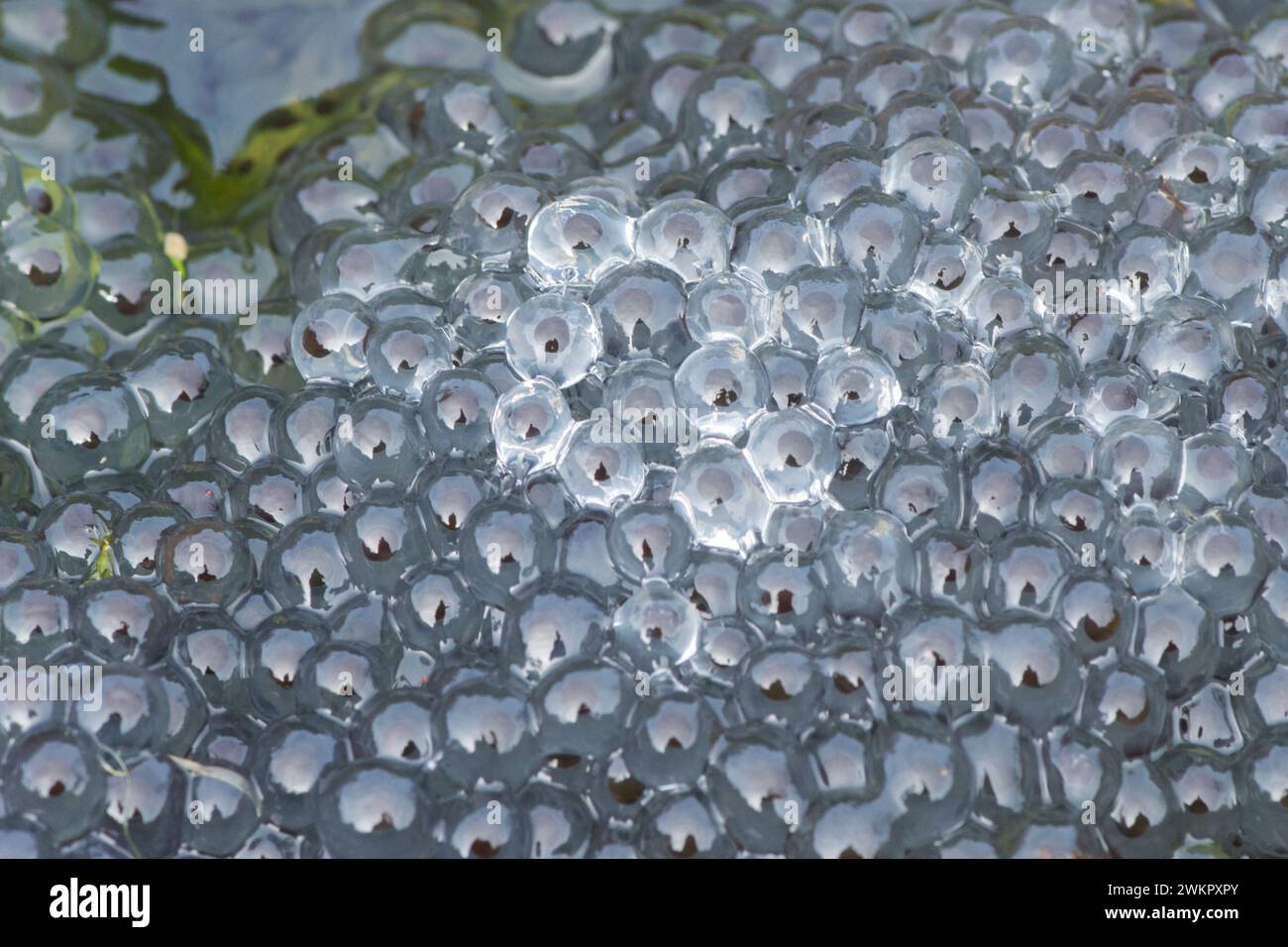 lump of frog spawn, fresh, frogs' spawn, in garden pond. Common Frog, Rana temporaria Stock ...