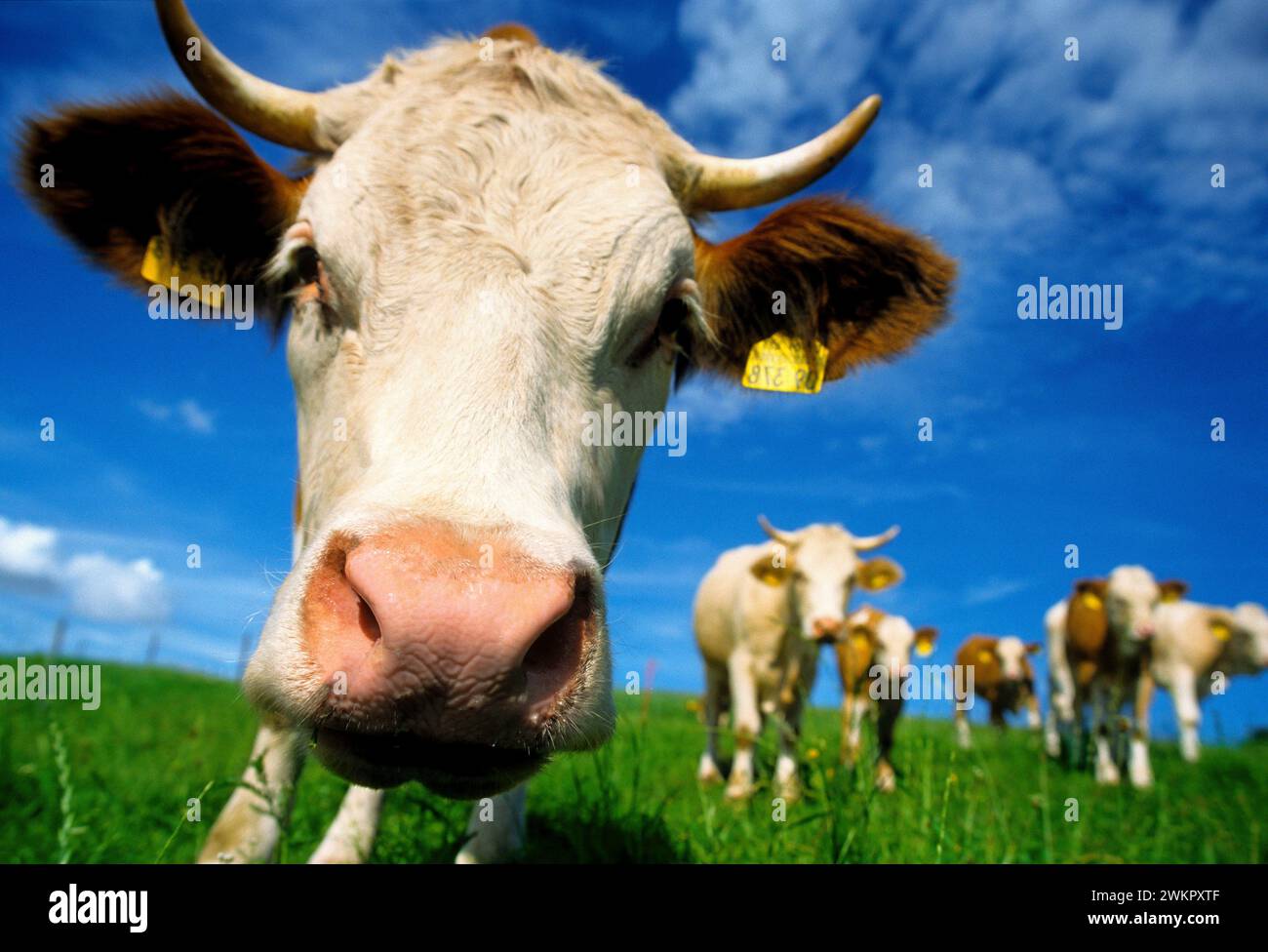 A0M4RP Closeup Portrait of cow and herd in Bavaria germany Stock Photo ...