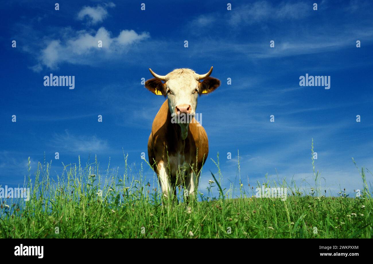 A65964 cow watching photographer Stock Photo - Alamy