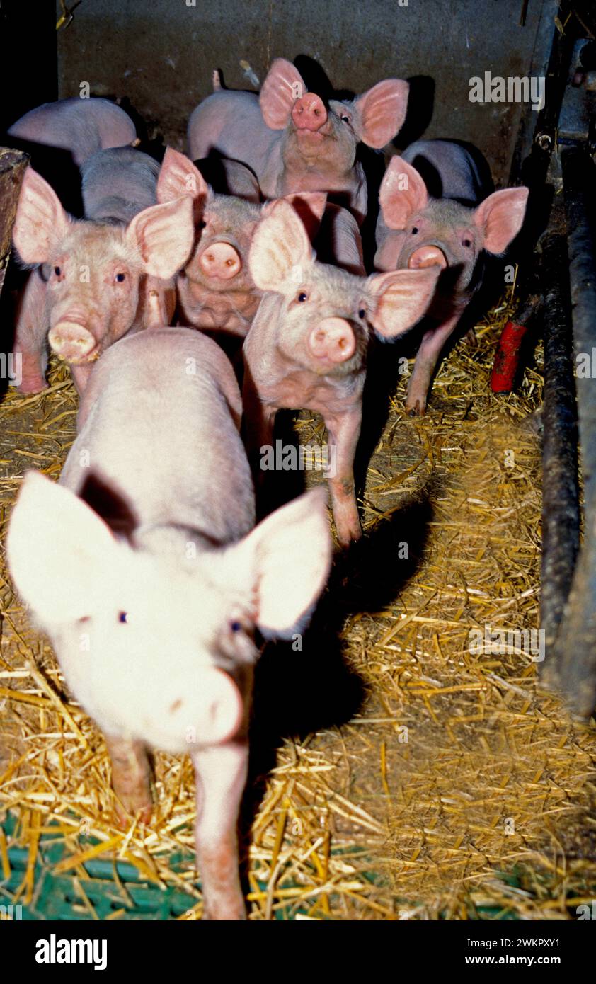 piglets in the pigsty look curiously at the photographer Stock Photo ...