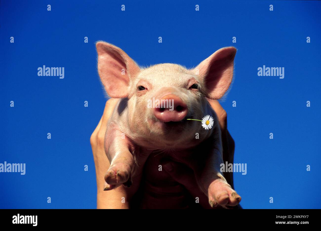 farmer holding a piglet, against blue sky as background Stock Photo - Alamy