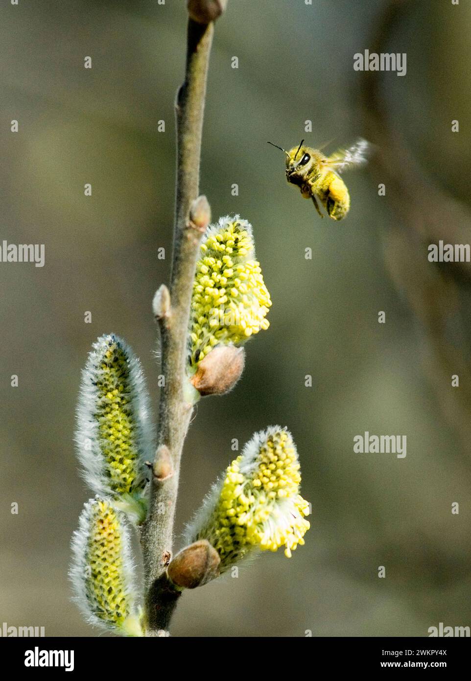 Honey Bee (Apis mellifera) flying next to a catkin of a Willow (Salix ...