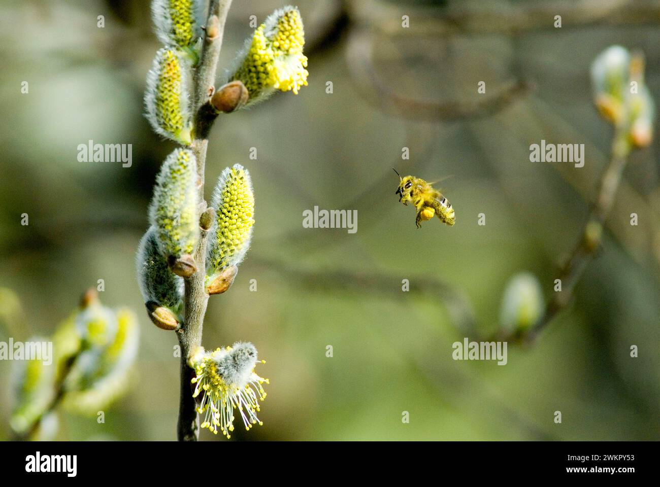 Honey Bee (Apis mellifera) flying next to a catkin of a Willow (Salix ...