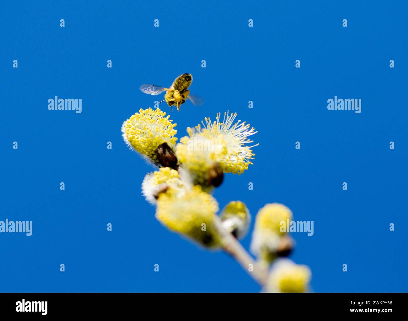 Honey Bee (Apis mellifera) flying next to a catkin of a Willow (Salix ...