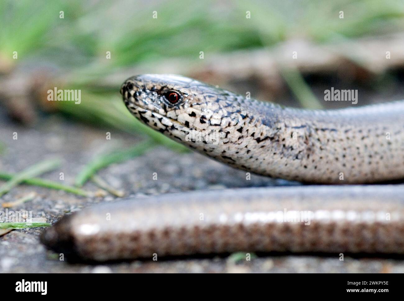 Slow Worm (Anguis Fragilis Stock Photo - Alamy