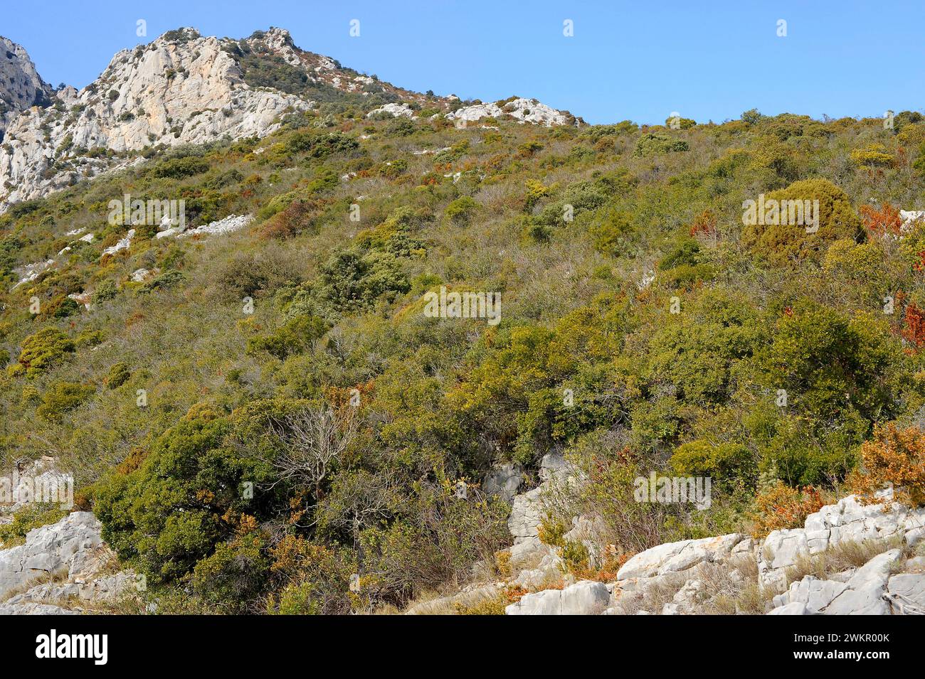 Garrigue or phrygana is vegetal formation dominated by Quercus ...
