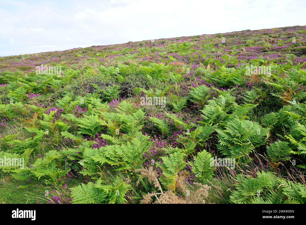 Heath is a vegetal formation dominated by Erica sp. and ferns. This ...