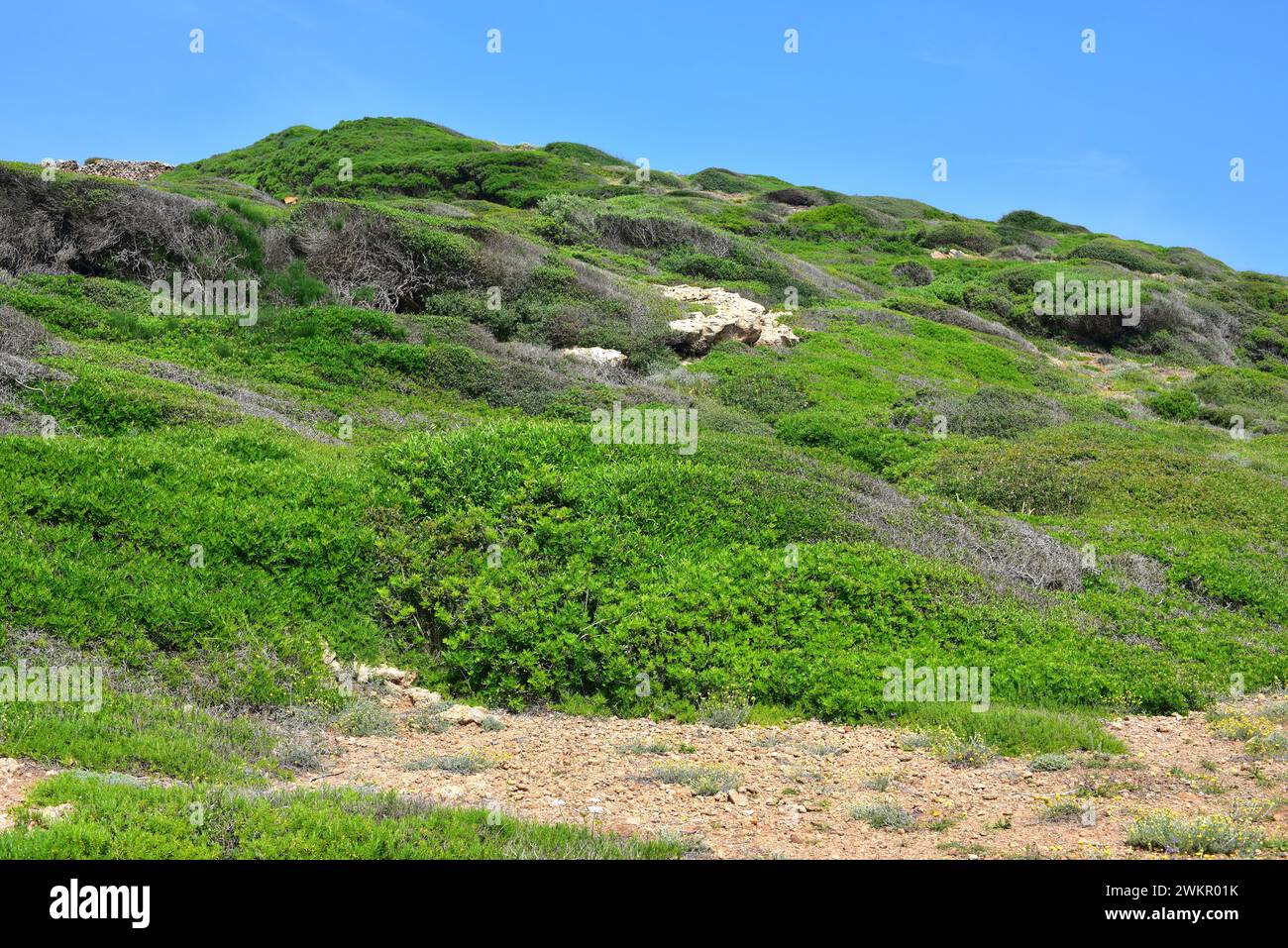 Macchia or maquis is a biome formed by evergreen shrubs. In this ...