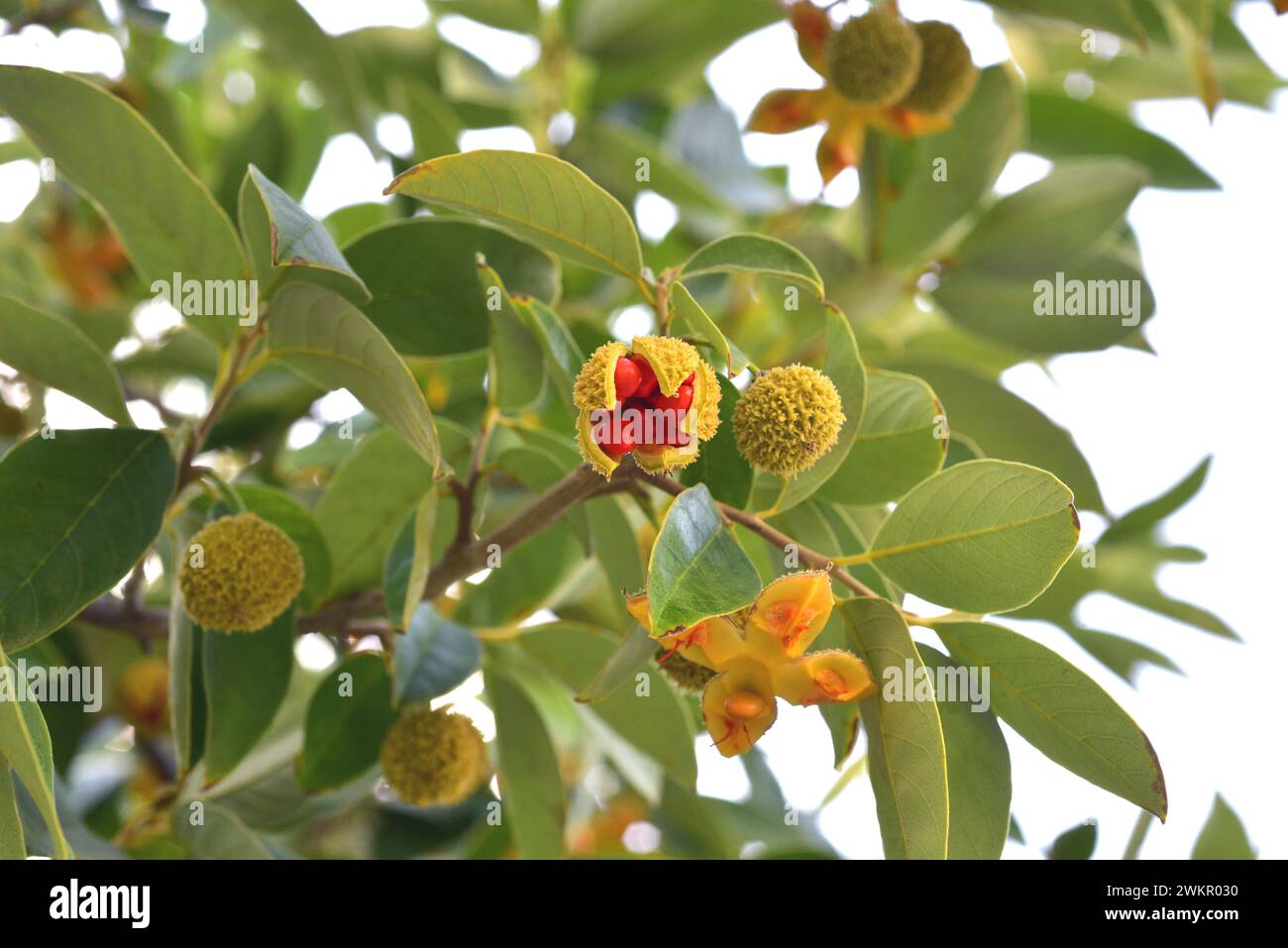 Wild peach (Kiggelaria africana) is an evergreen tre native to eastern ...