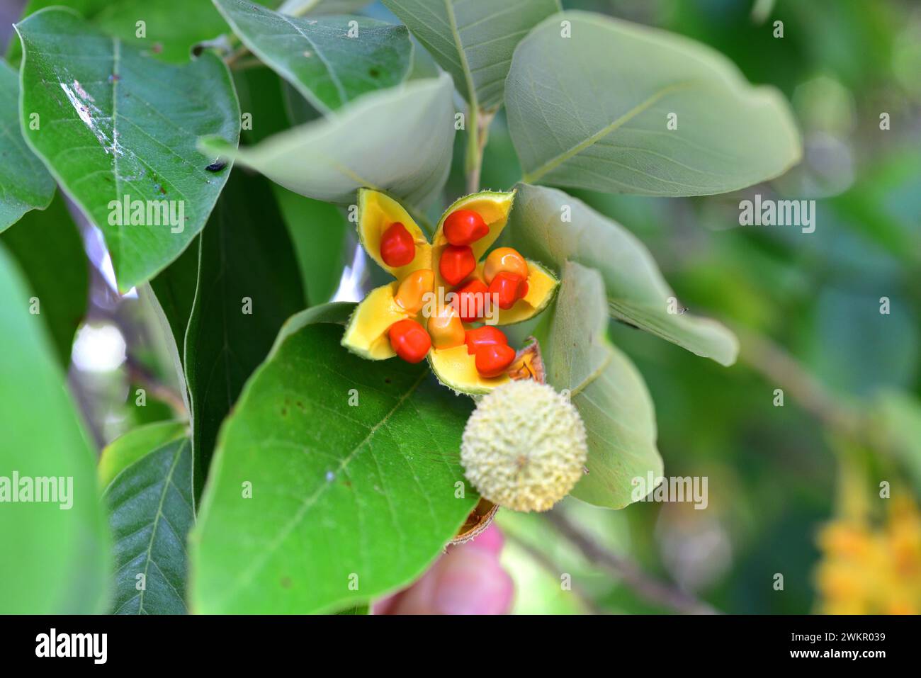 Wild peach (Kiggelaria africana) is an evergreen tre native to eastern ...