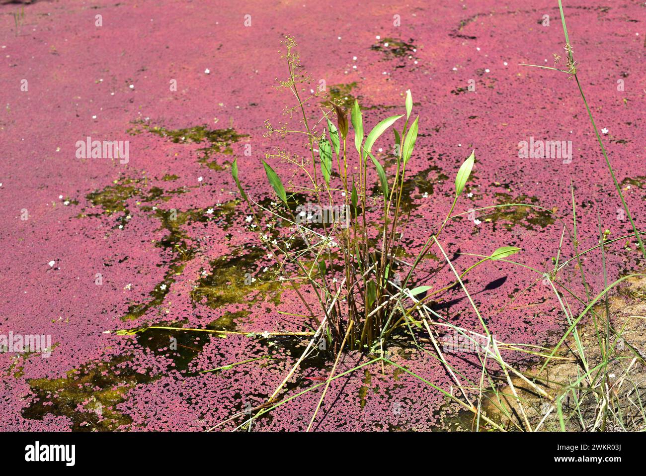 European water-plantain (Alisma plantago-aquatica) is a perennial ...
