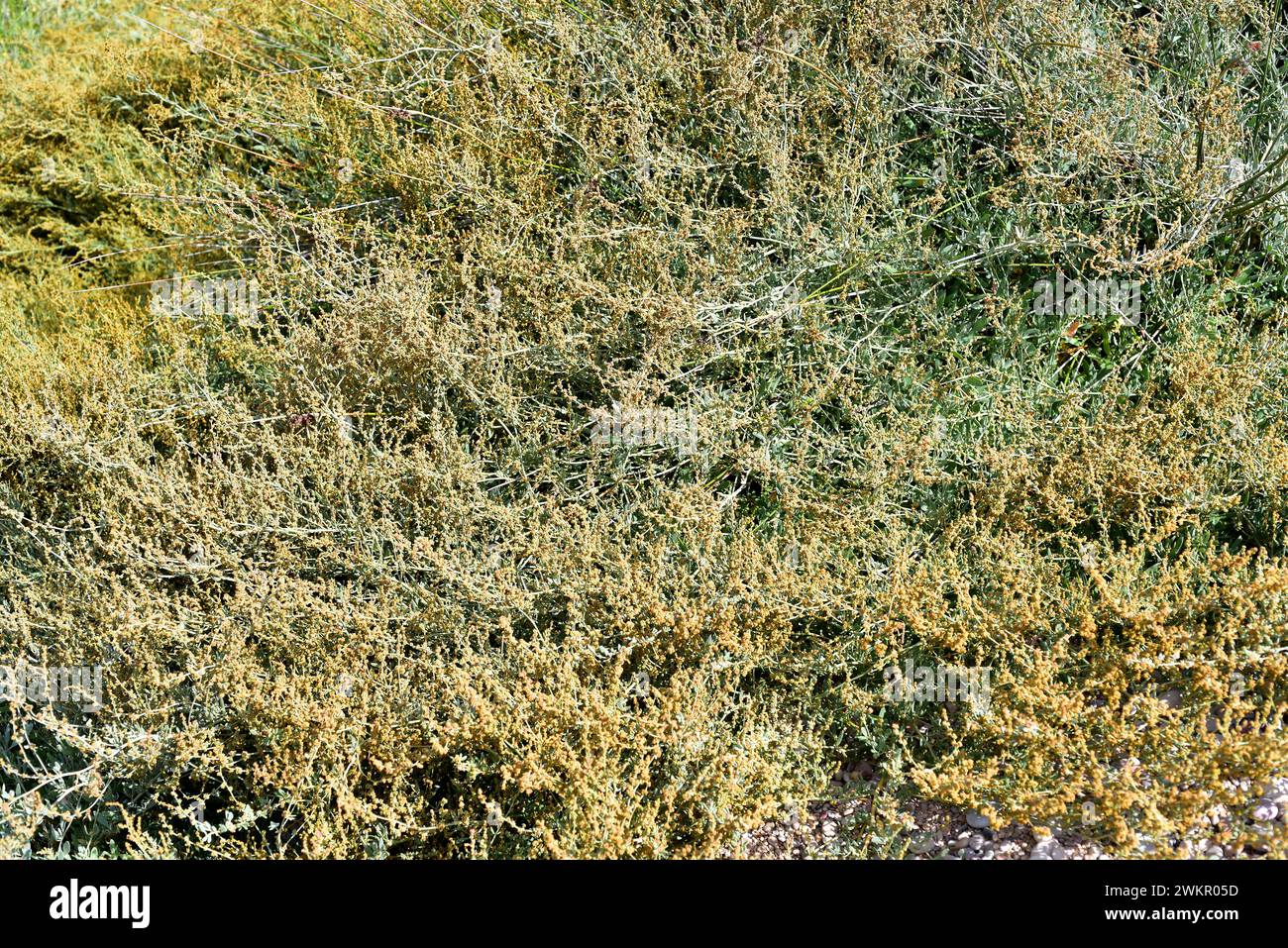 Sea purslane (Halimione portulacoides or Atriplex portulacoides) is an ...