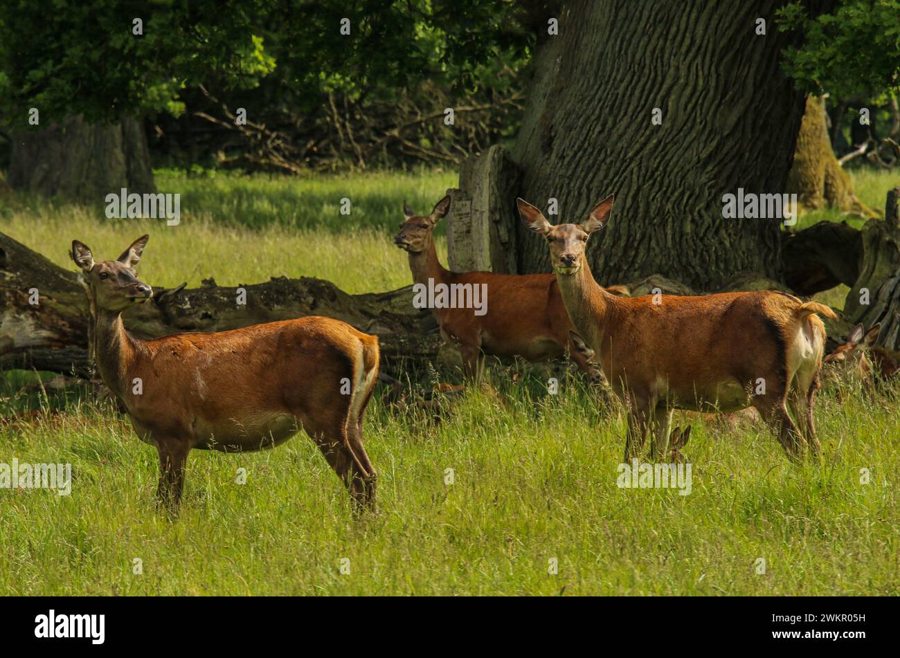 Red deer females in the meadow between the big oak trees in Dyrehaven ...