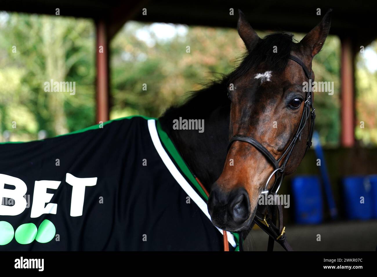 Horse Constitution Hill during a visit to Nicky Henderson's yard at ...