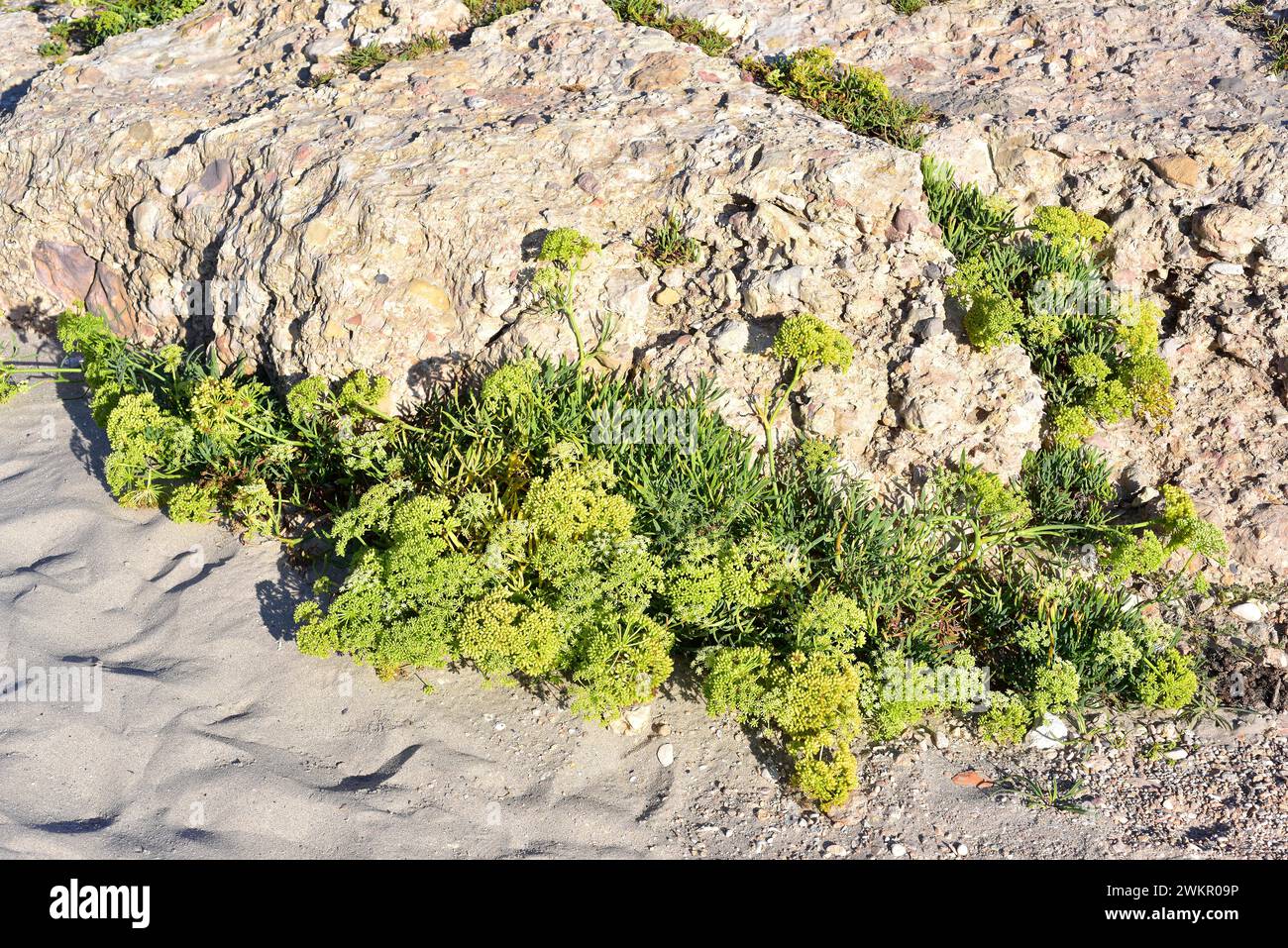 Sea fennel or rock samphire (Crithmum maritimum) is an edible perennial ...