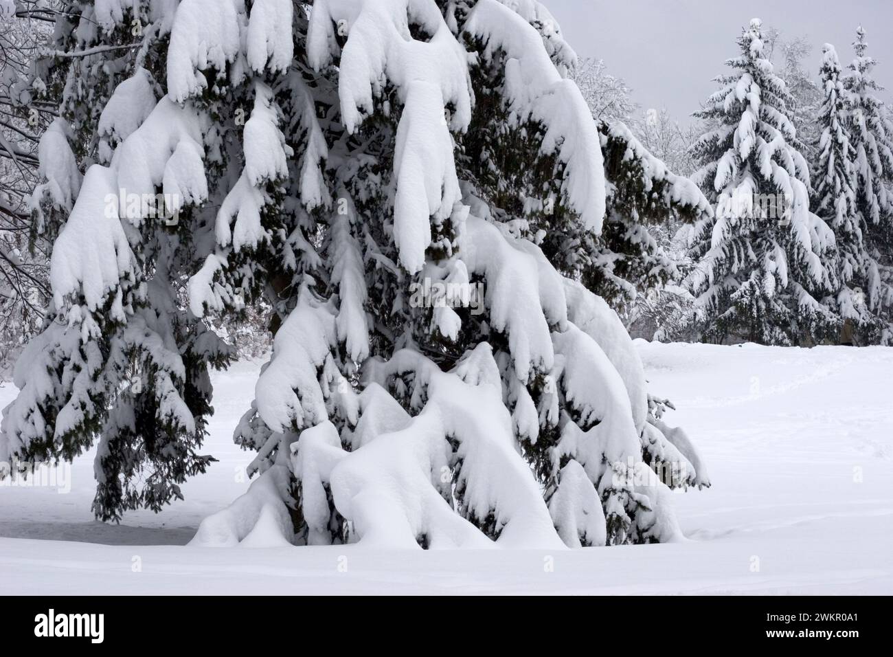 Trees covered layer frost hi-res stock photography and images - Alamy