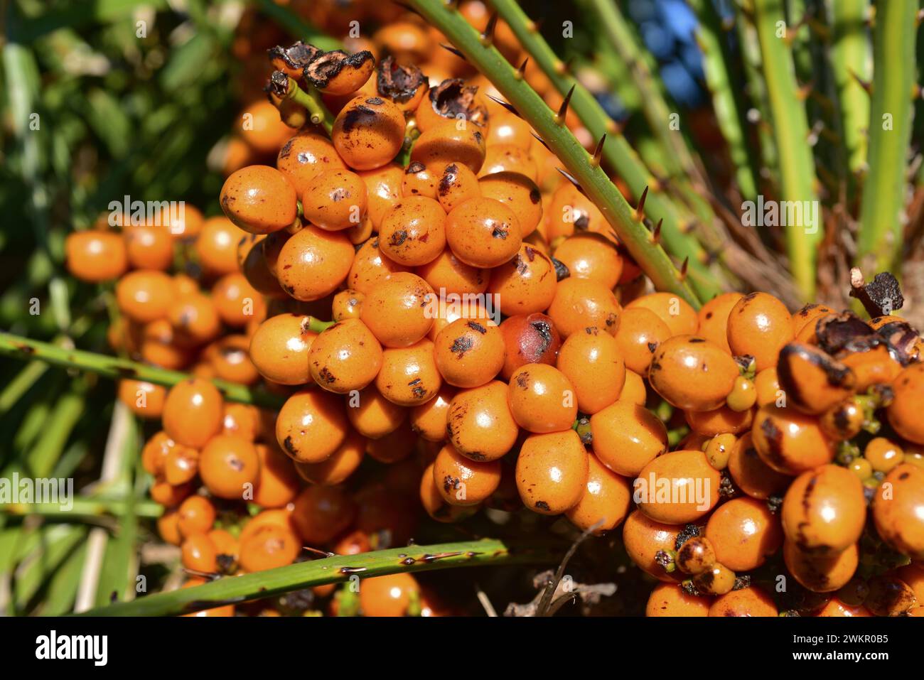 Margallo chamaerops humilis hi-res stock photography and images - Alamy