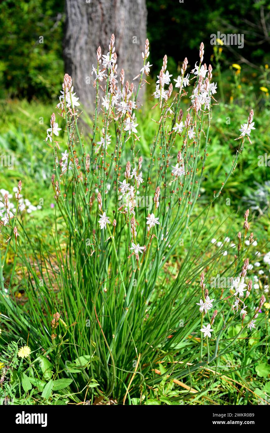 Onion-leafed asphodel (Asphodelus fistulosus) is an annual or perennial ...