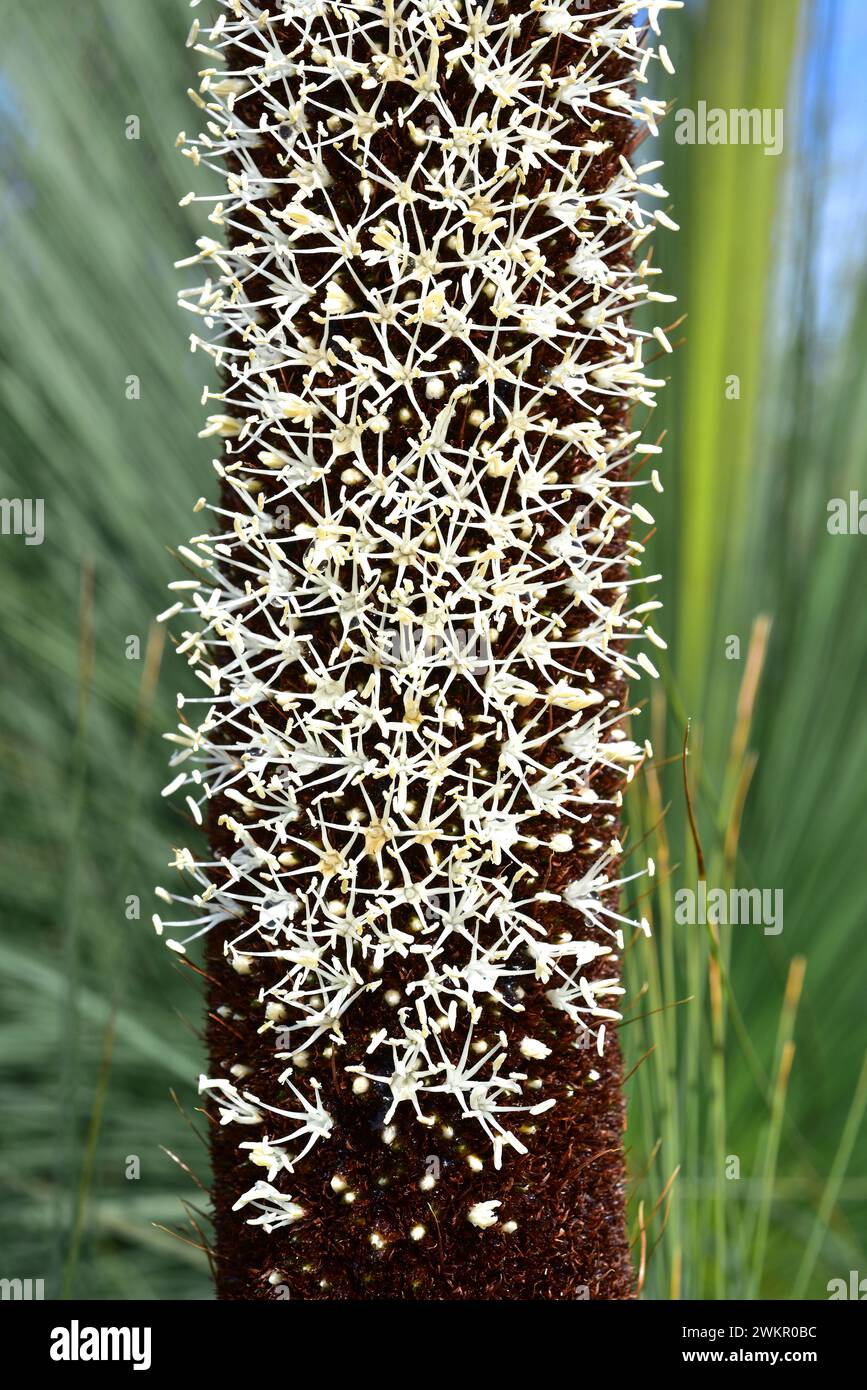 Grass tree (Xanthorrhoea glauca) is a large shrub native to eastern ...
