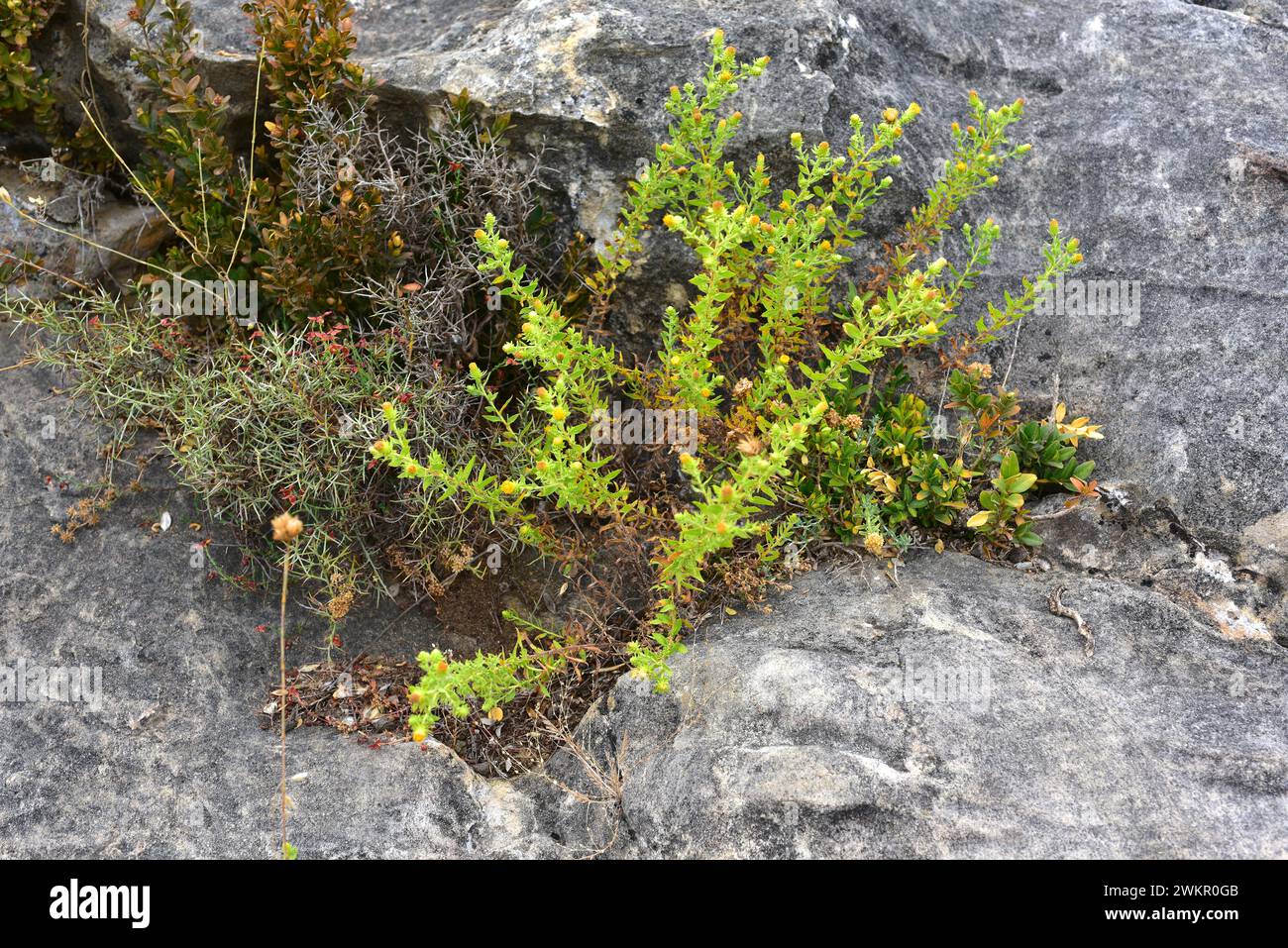 Jasonia glutinosa hi-res stock photography and images - Alamy