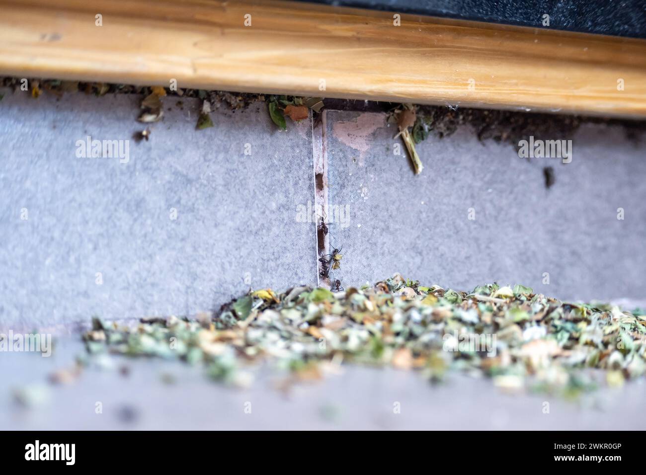Common black ants invading a house. They have leaves and are preparing ...
