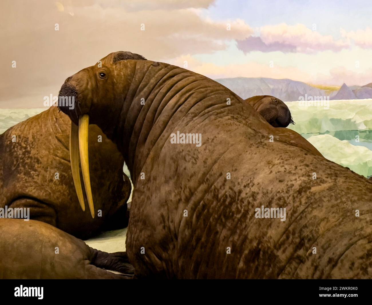 Scenery and representation of walruses, a moustached animal with long ...
