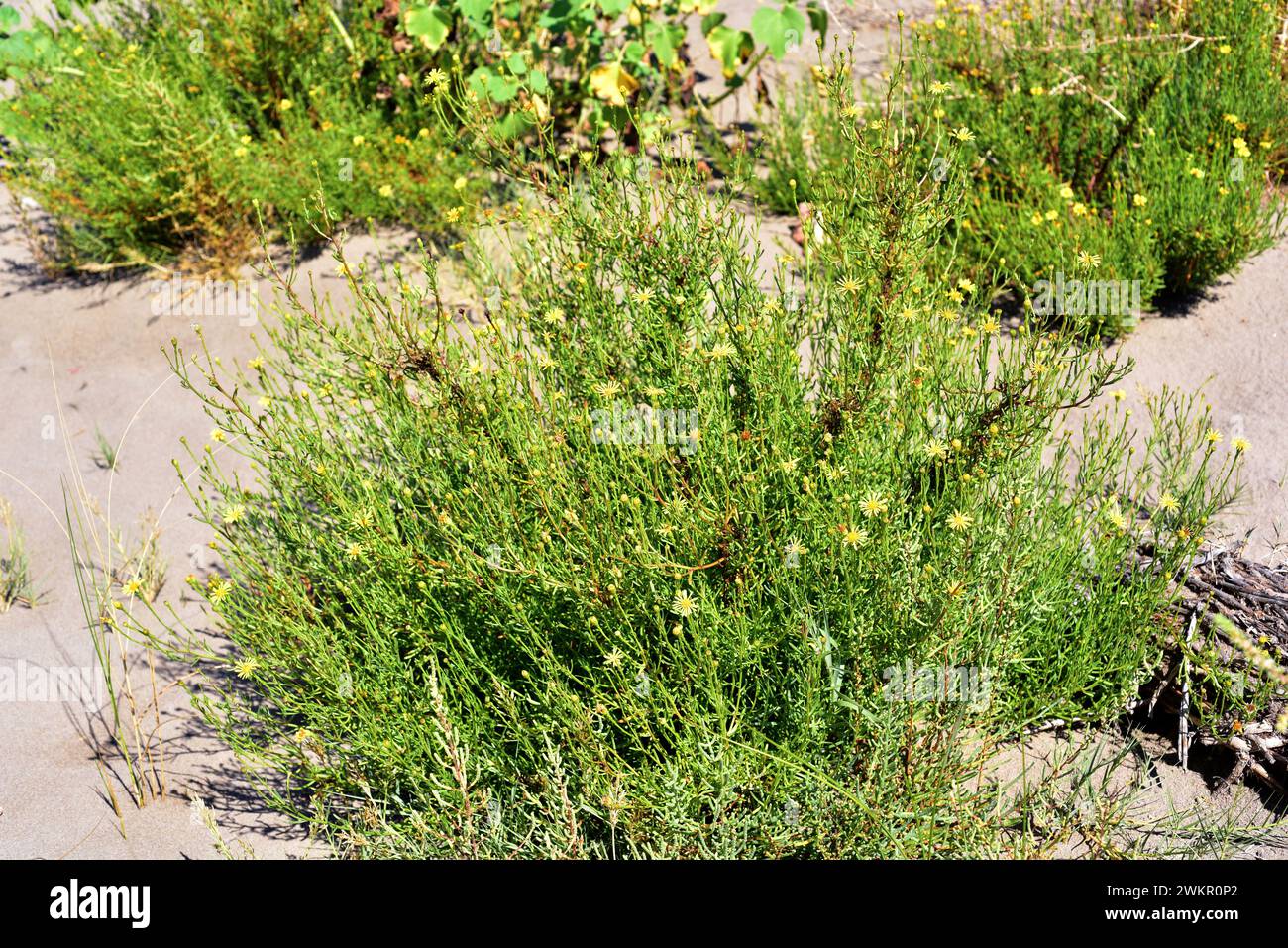 Golden samphire (Inula crithmoides or Limbarda crithmoides) is a ...