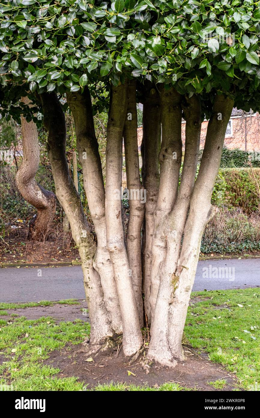Pattern of trunks hi-res stock photography and images - Alamy