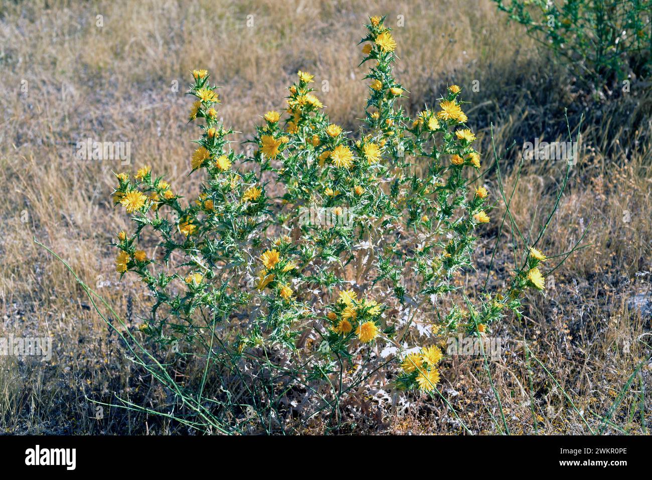 Spanish oyster thistle (Scolymus hispanicus) is an edible biennial or ...
