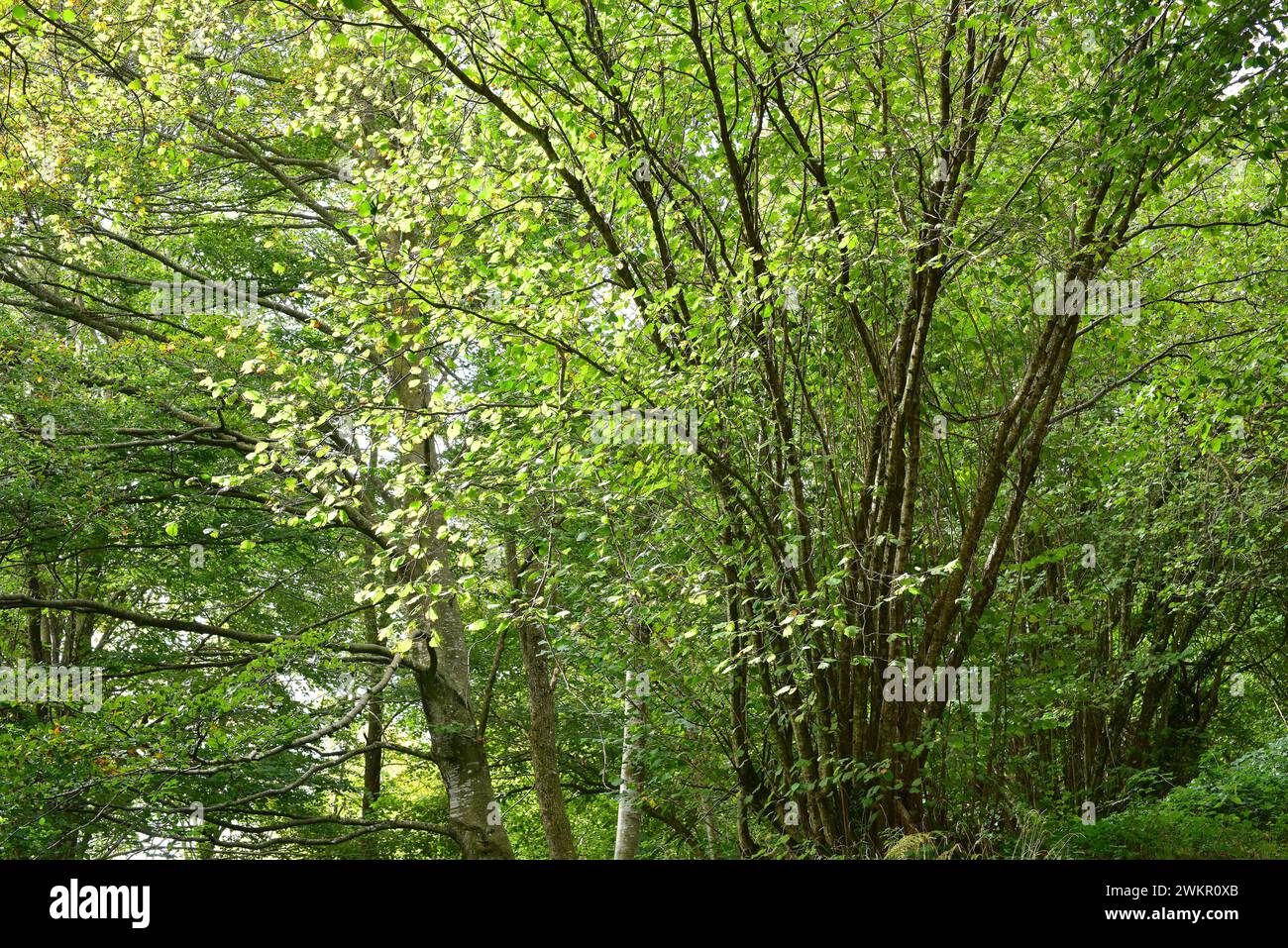 Avellanos hi-res stock photography and images - Alamy