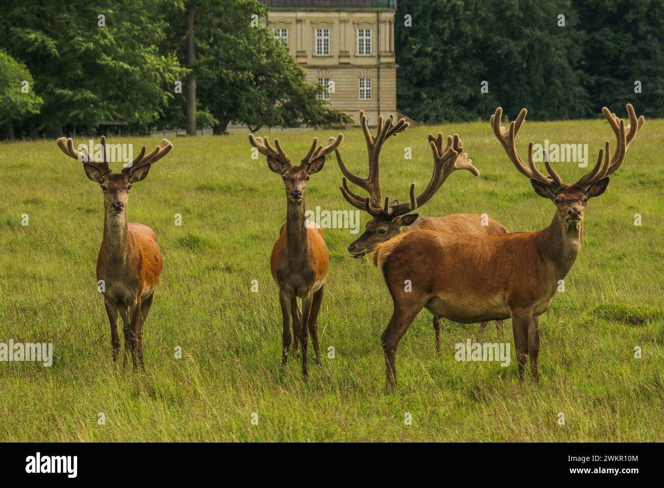 Four red deers males in the meadow in June, near a castle in the Dyrehaven natural park, Denmark ...